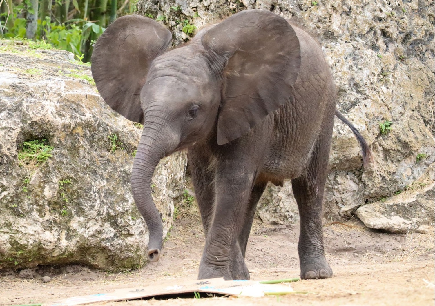 Baby Elephant Corra Celebrates First Birthday at Disney's Animal ...