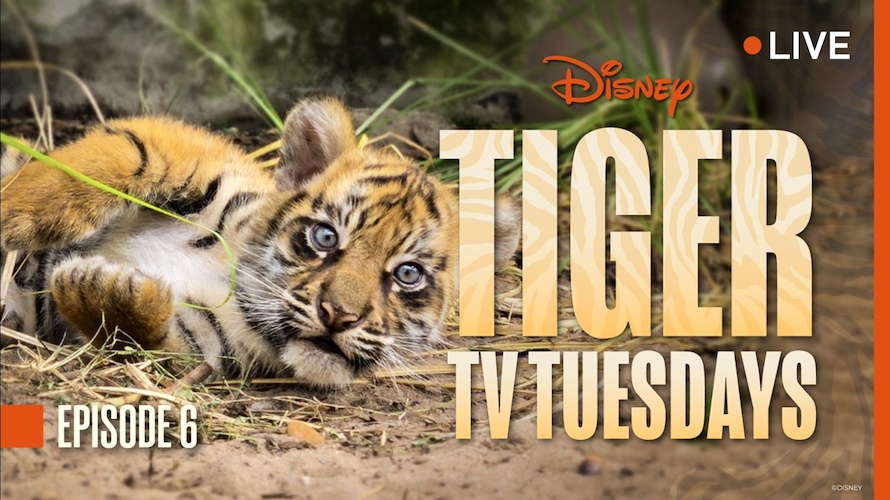 Basko Starts "Pre-School" with a Trip Outside in Episode 6 of Tiger TV ...