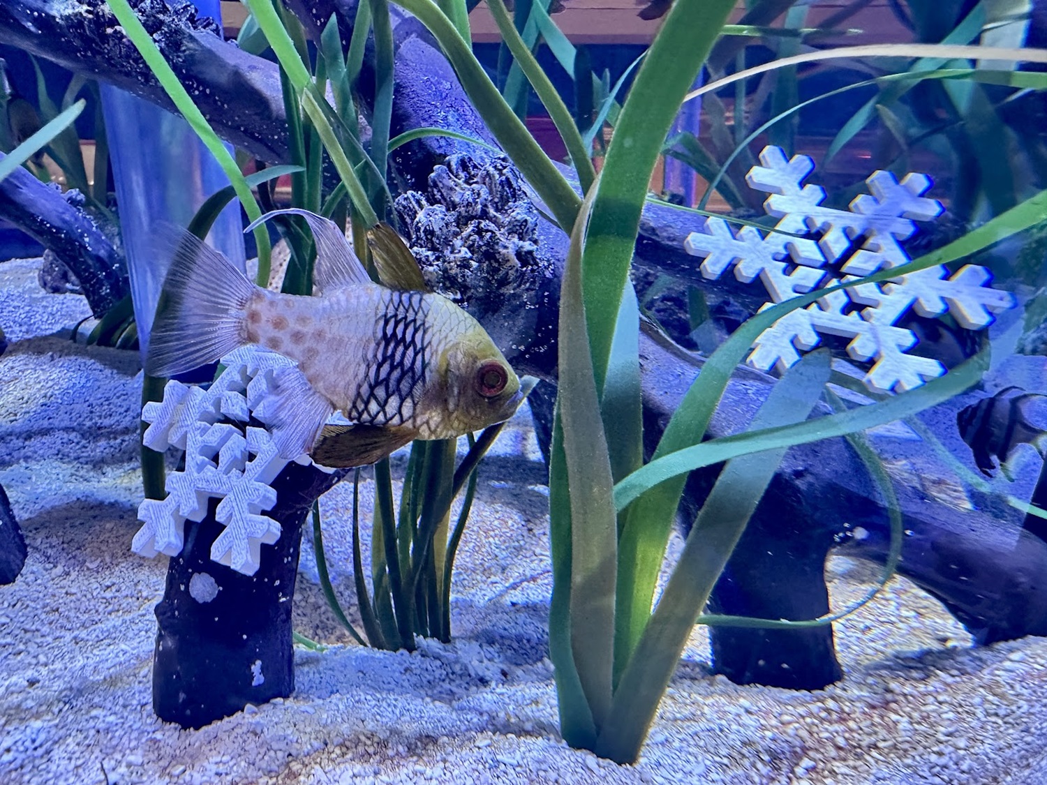 Christmas Arrives Beneath the Surface with Festive Decor Found in The ...