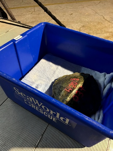 SeaWorld Orlando Welcomes 12 Kemp's Ridley Sea Turtles Through a Joint ...
