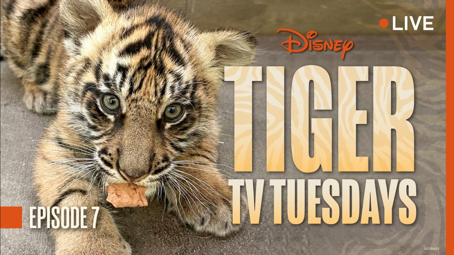 Episode 7 of Tiger TV Tuesdays Shows Bakso's Growing Independence After Holiday Hiatus ...