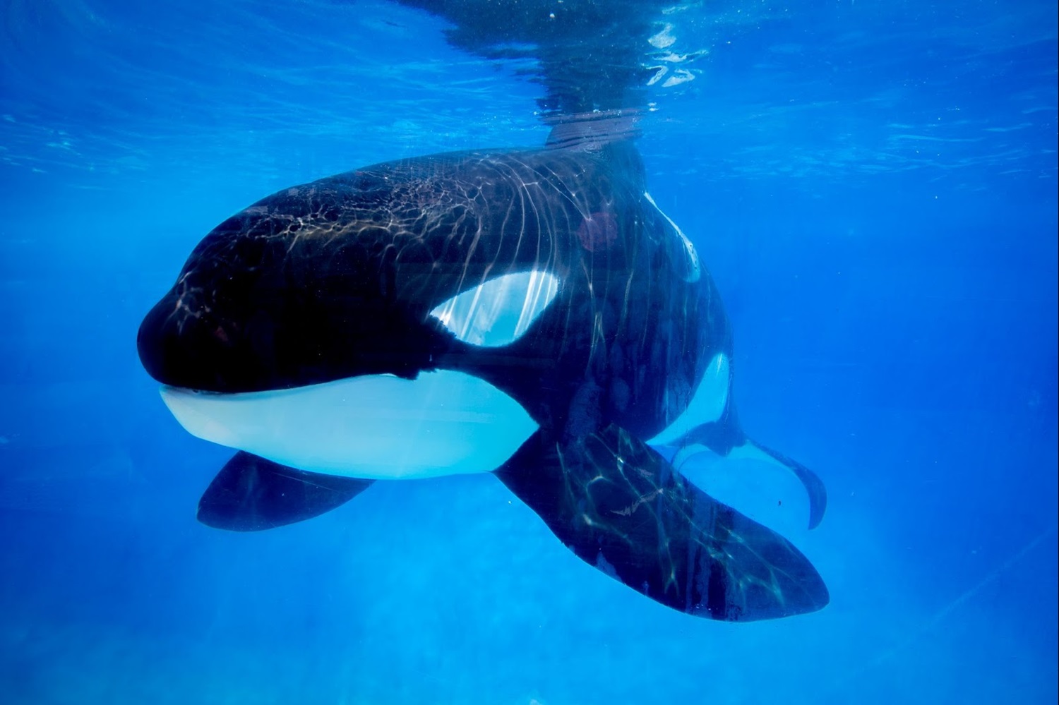 SeaWorld San Diego's Inside Look Returns Over Two Weekends ...