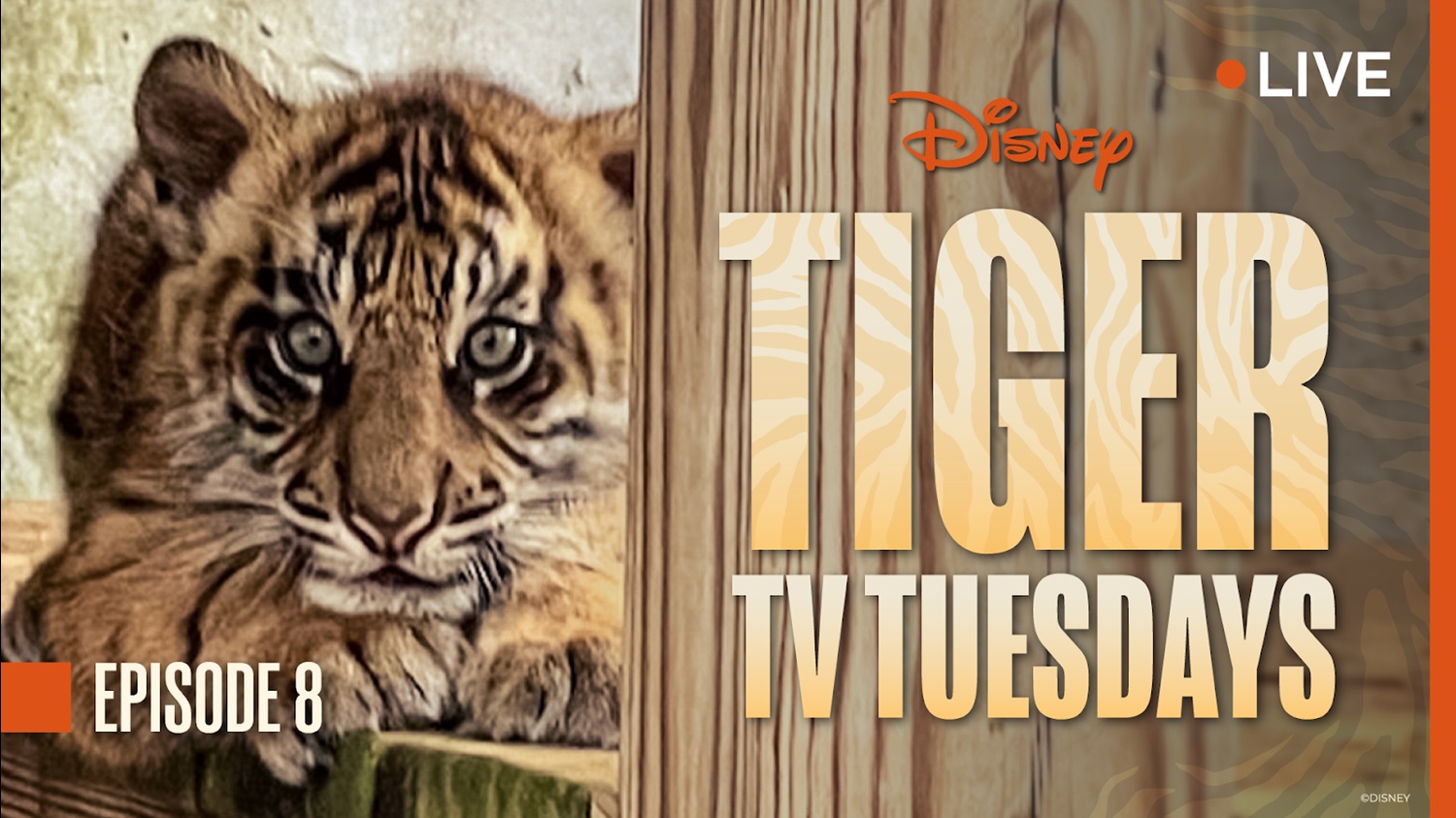 Bakso Prepares to Learn How to Swin in Episode 8 of Tiger TV Tuesdays ...