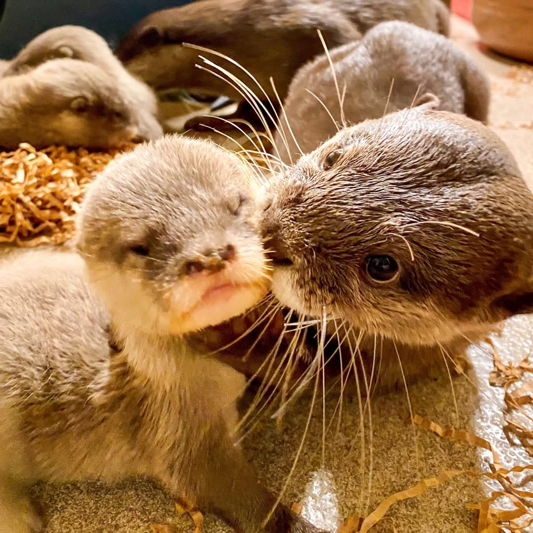 Litter of Adorable Otter Pups Born at Disney’s Animal Kingdom ...