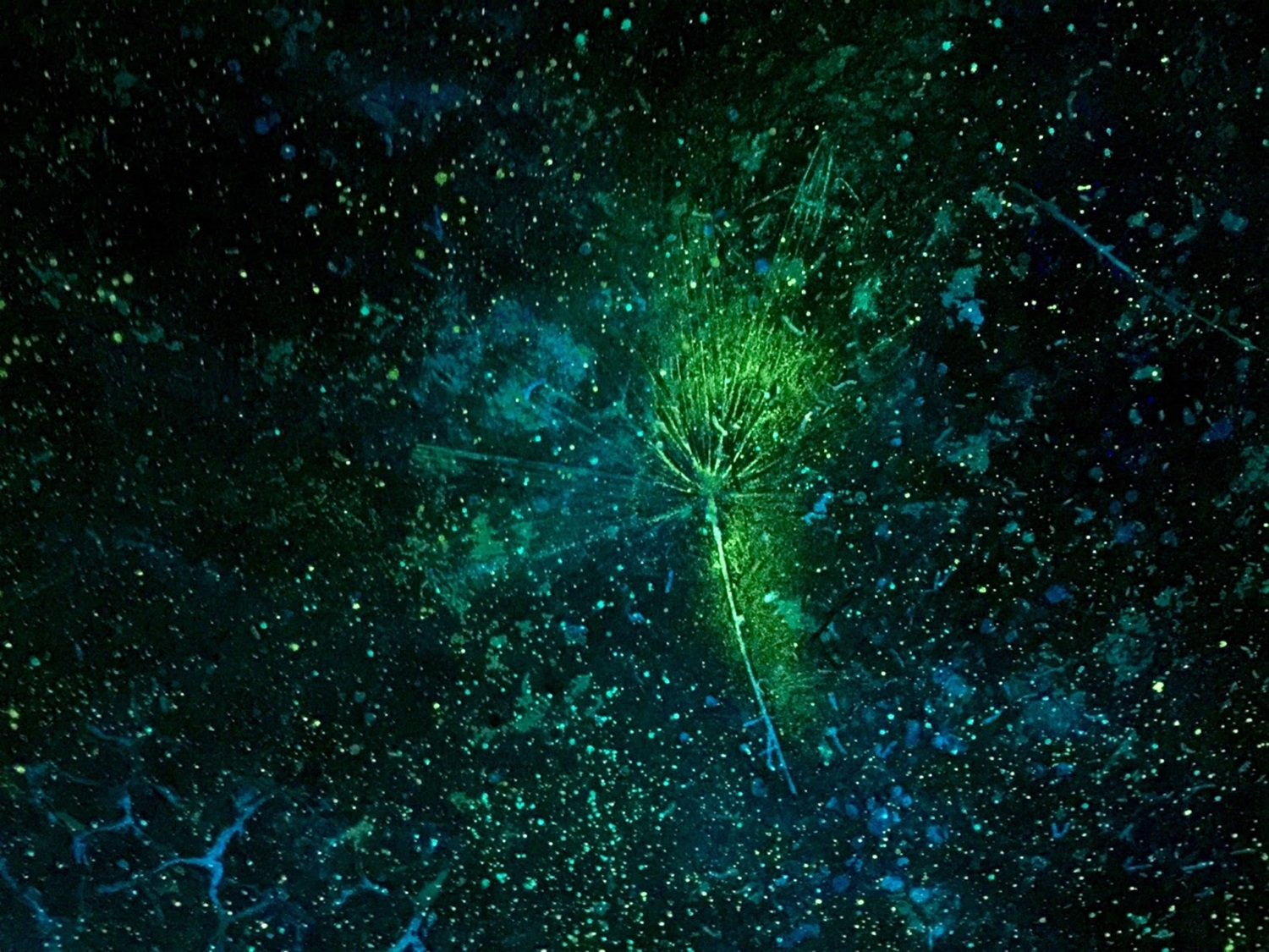 Photos: Pandora - The World of Avatar Bioluminescent Ground Getting a ...