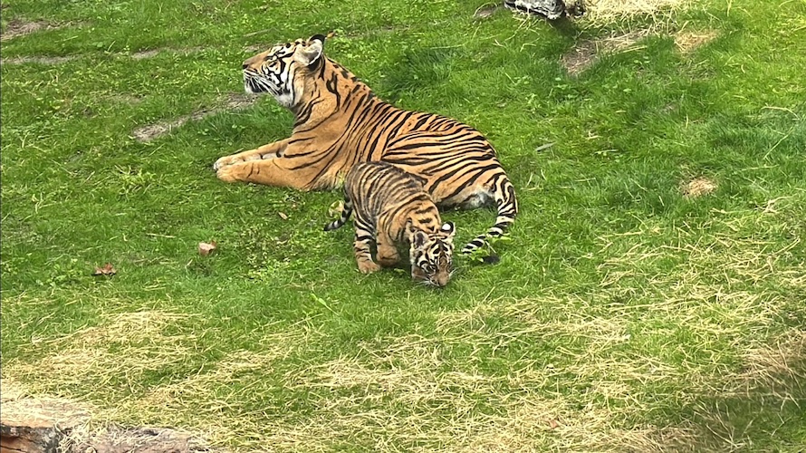 Photos: Bakso the Sumatran Tiger Cub Makes His Debut at Disney's Animal ...