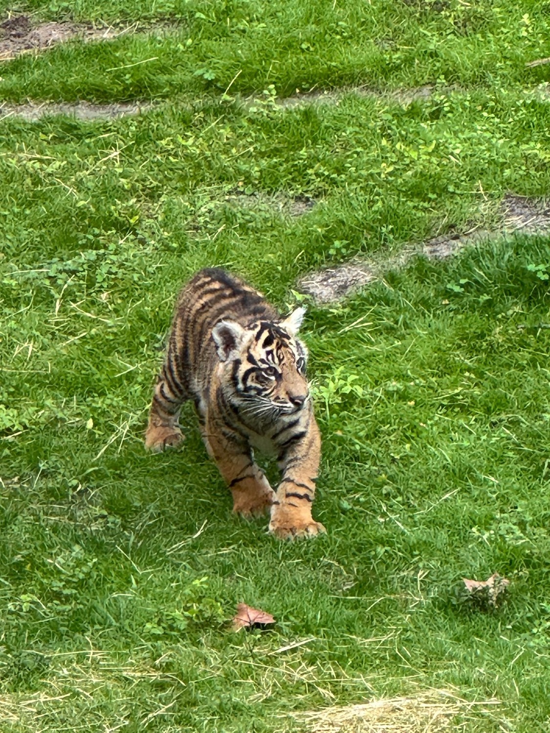 Photos: Bakso the Sumatran Tiger Cub Makes His Debut at Disney's Animal ...