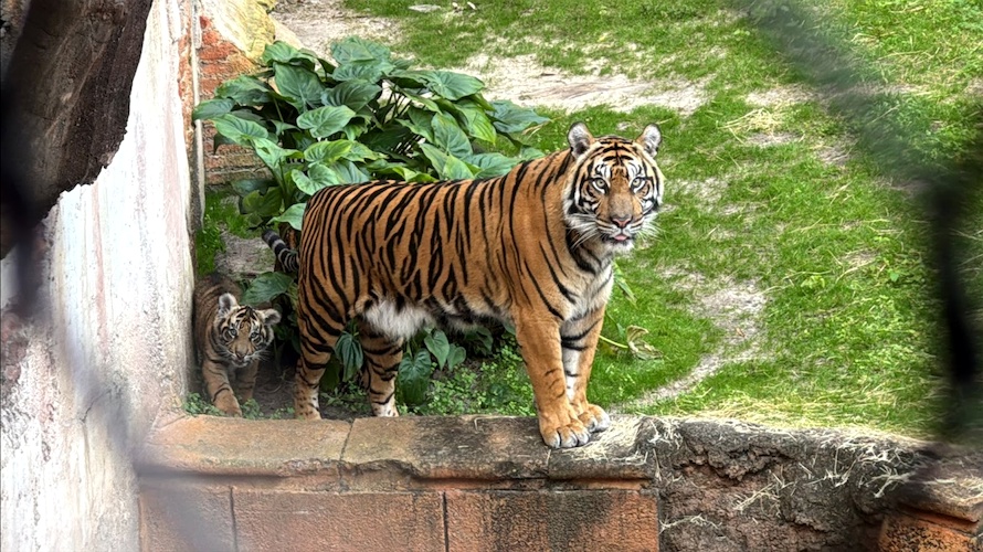 Photos: Bakso the Sumatran Tiger Cub Makes His Debut at Disney's Animal ...