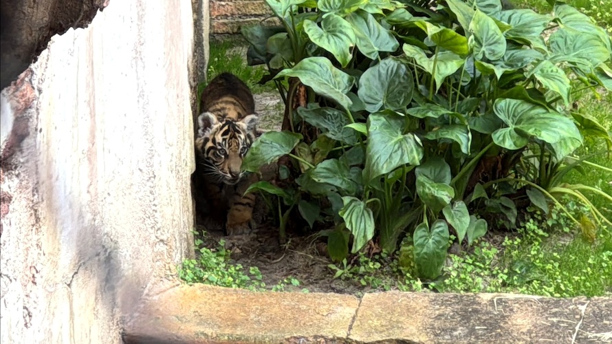 Photos: Bakso the Sumatran Tiger Cub Makes His Debut at Disney's Animal ...