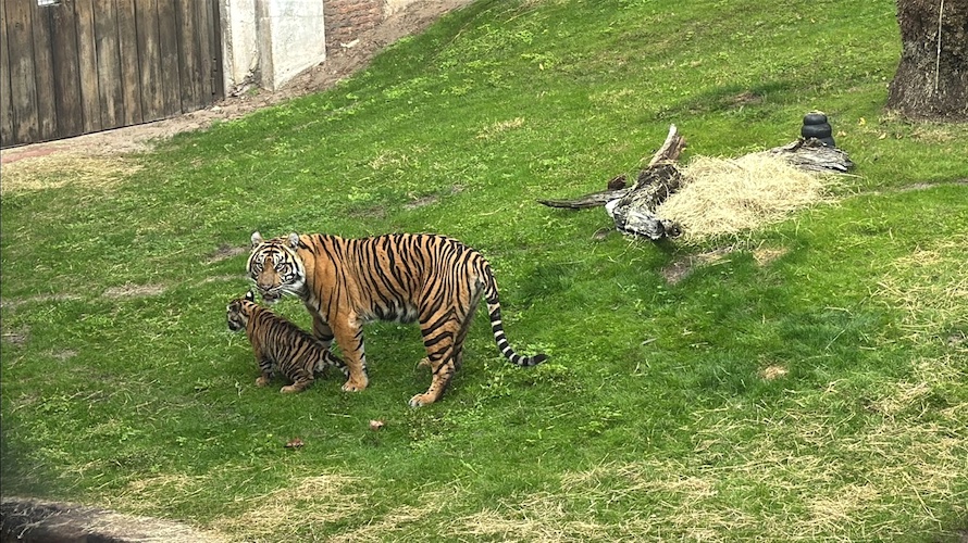 Photos: Bakso the Sumatran Tiger Cub Makes His Debut at Disney's Animal ...