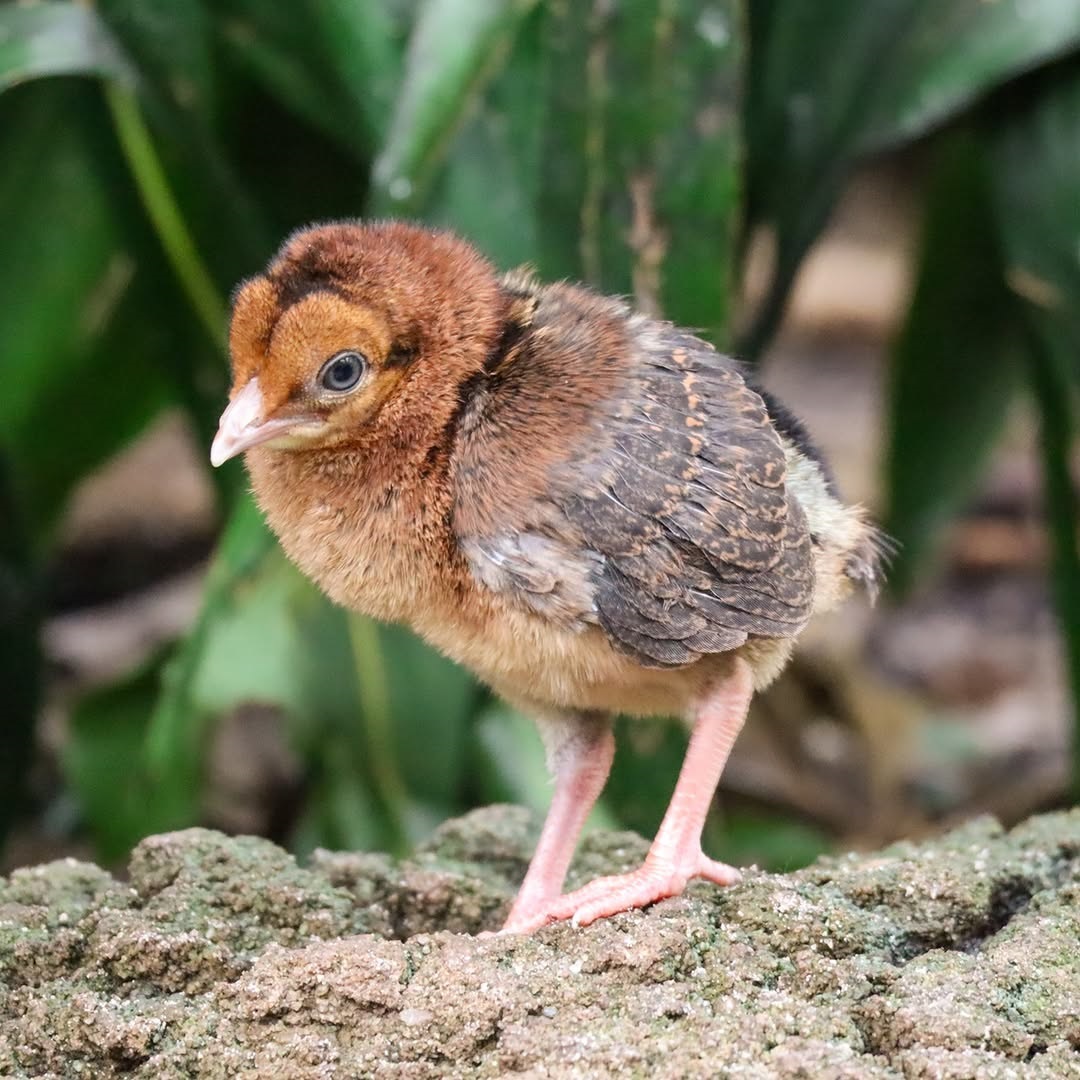 New Malayan Great Argus Pheasant Chicks at Animal Kingdom