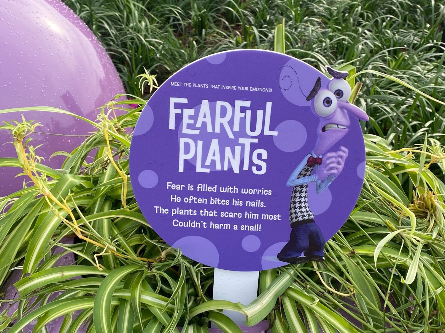 Photos: “Inside Out 2” Themed Garden at the EPCOT International Flower ...
